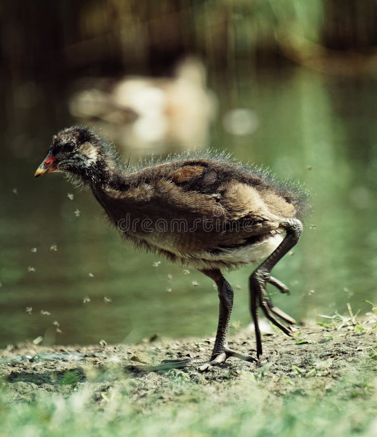 Young Coot Chicks Alone on the Nest Stock Photo - Image of life, grow ...