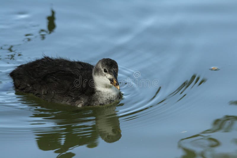 Young Coot Chicks Alone on the Nest Stock Photo - Image of life, grow ...