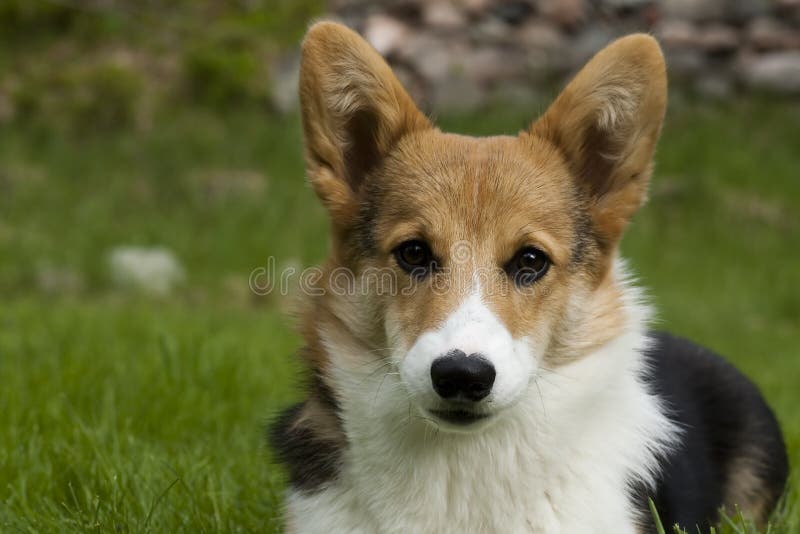 Young corgi stock photo. Image of sweet, lawn, looking - 53230182