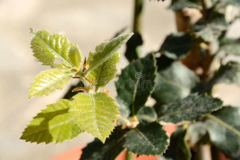 Young cork oak leaves stock photo. Image of skin, branch - 69653386