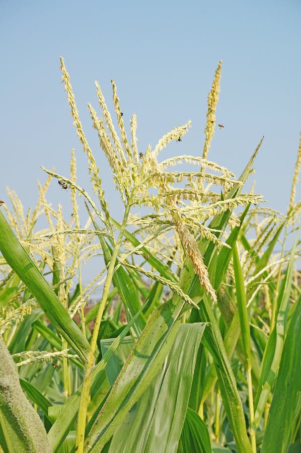 Young Corn stock image. Image of farming, farm, countryside - 28744253