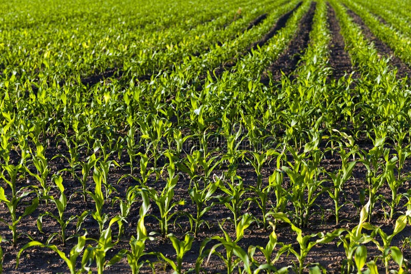 Young corn stock photo. Image of monoculture, field, leaf - 54652624