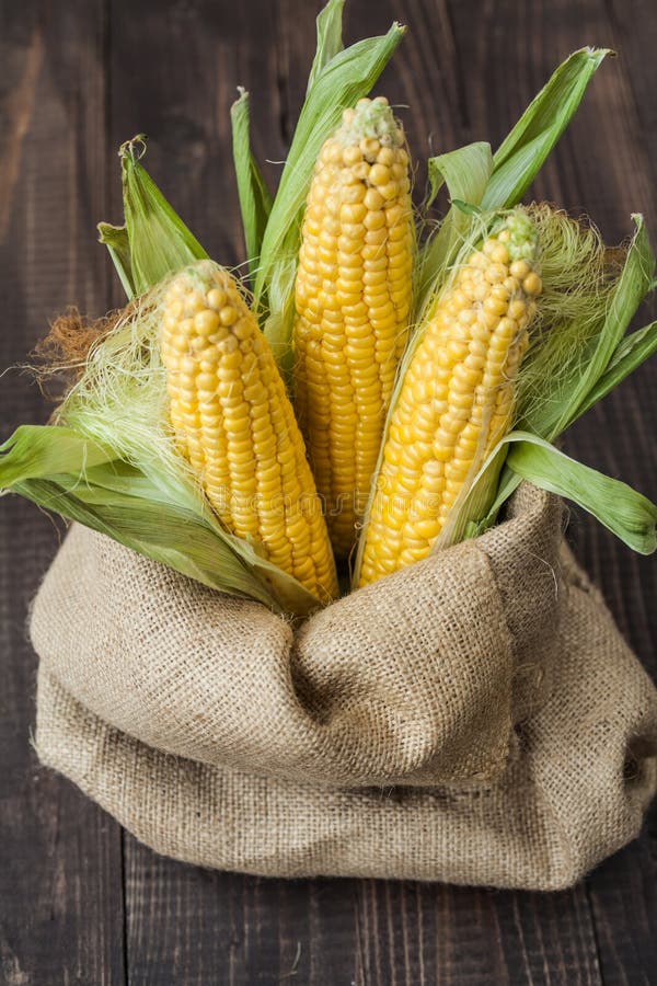 Young corn in the bag stock image. Image of agriculture - 70499313