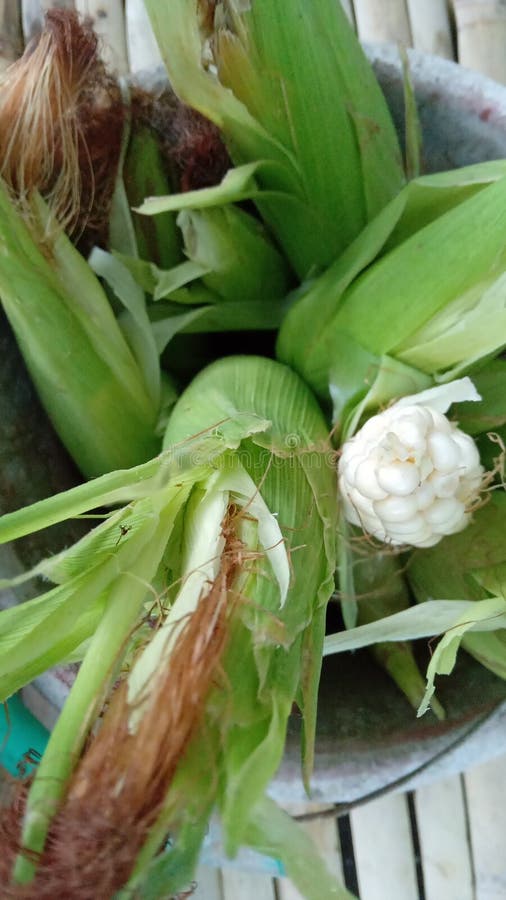 Bucket of Freshly Picked Corn Stock Photo - Image of harvested, fall ...