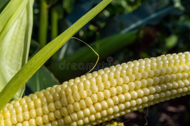 Young Corn Cobs in the Field. Maturity Phase Stock Image - Image of ...