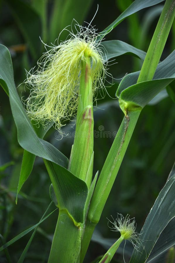 Young Corn Cobs with Stigmas Stock Photo - Image of nutrition, farming ...
