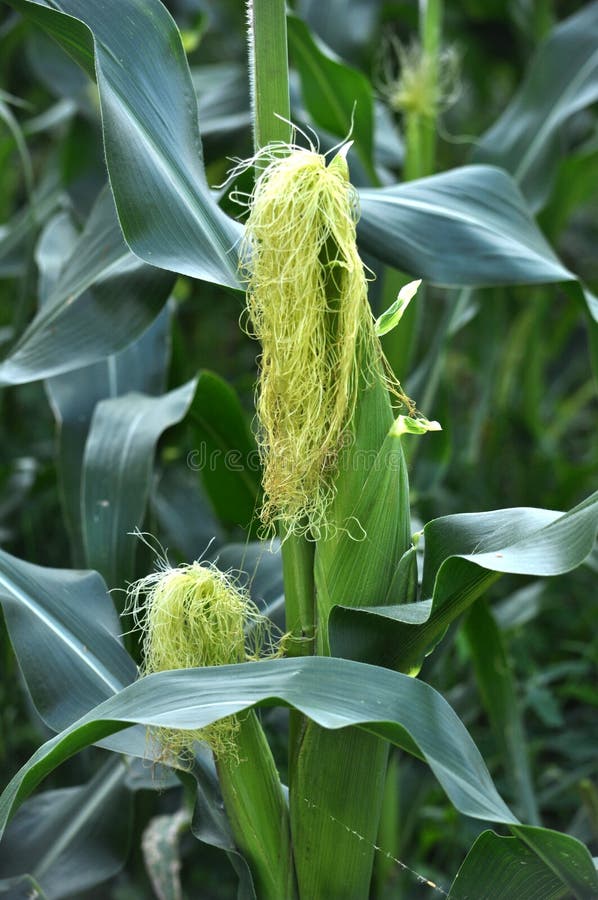 Young Corn Cobs with Stigmas Stock Image - Image of mays, stem: 130632955