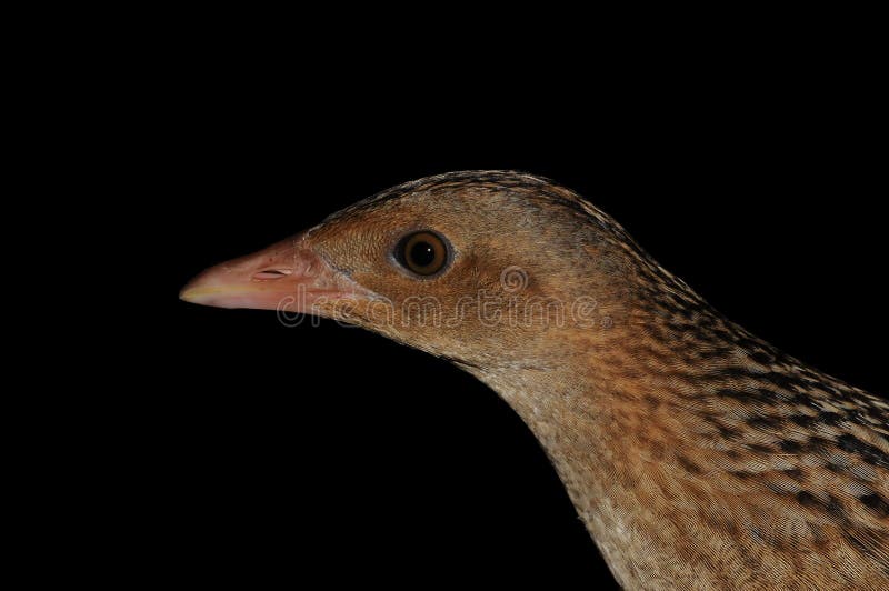 Young Corn crake bird stock image. Image of landrail - 40772997