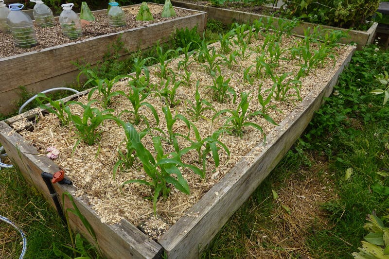 Young Corn Crop Growing in Raised Wooden Bed with Mulching Stock Image ...