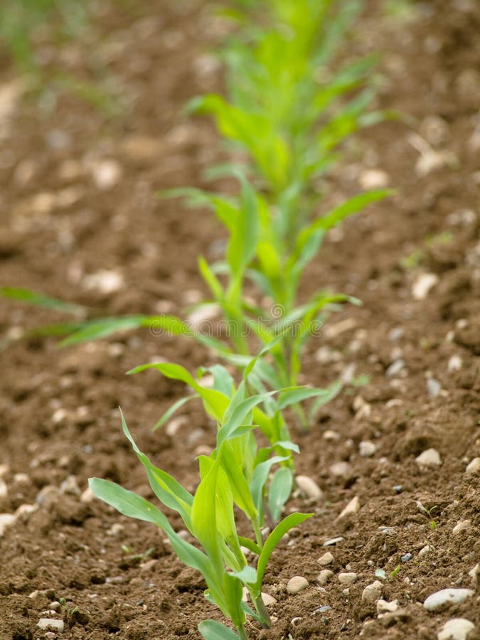 Young corn crops stalk stock image. Image of cultivated - 5386193