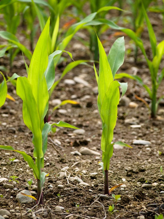 Corn Stalk stock image. Image of agriculture, plant, field - 10166163