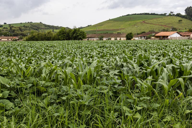 Young Corn Field with an Old Tree in the Middle. Brazil Stock Image ...