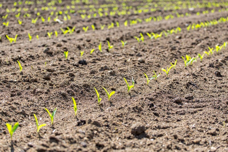 Young Corn Field Close View Stock Image - Image of green, background ...