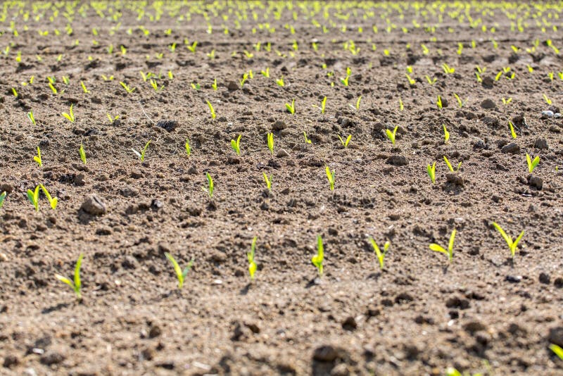 Young Corn Field Close View Stock Image - Image of morning, countryside ...