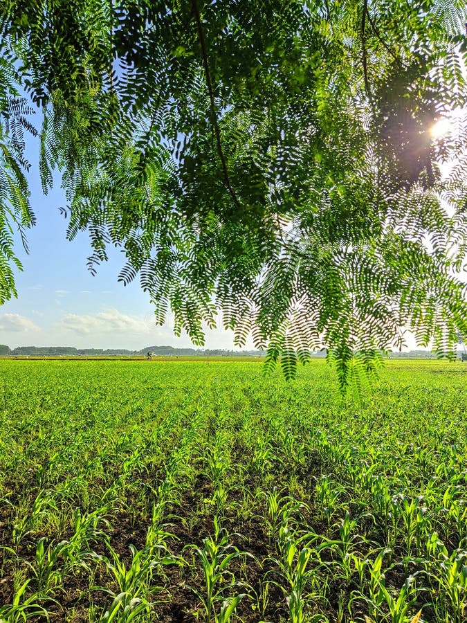 A Field in the Daytime, Along with the Clouds in the Sky Stock Photo ...