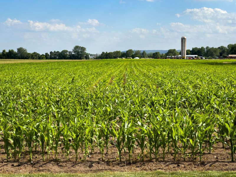 Young Corn Field on a Farm with a Silo Stock Image - Image of maize ...