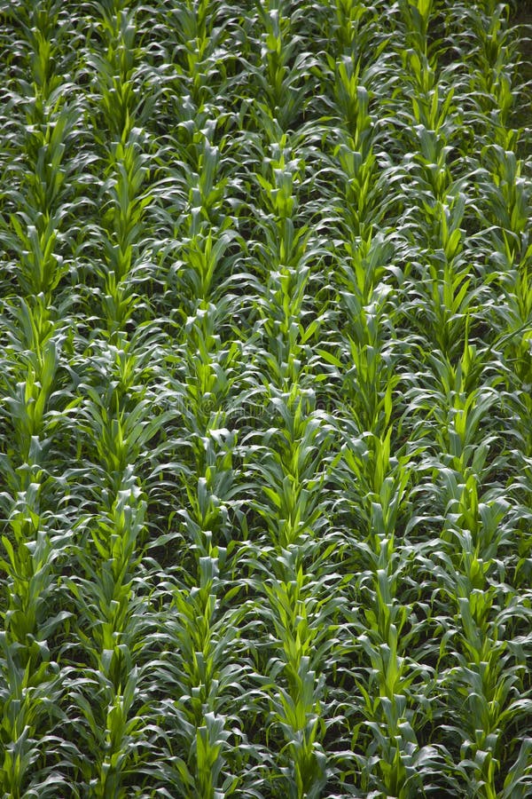 Young Corn Field. Growing Fast in July Vertical Stock Image - Image of ...