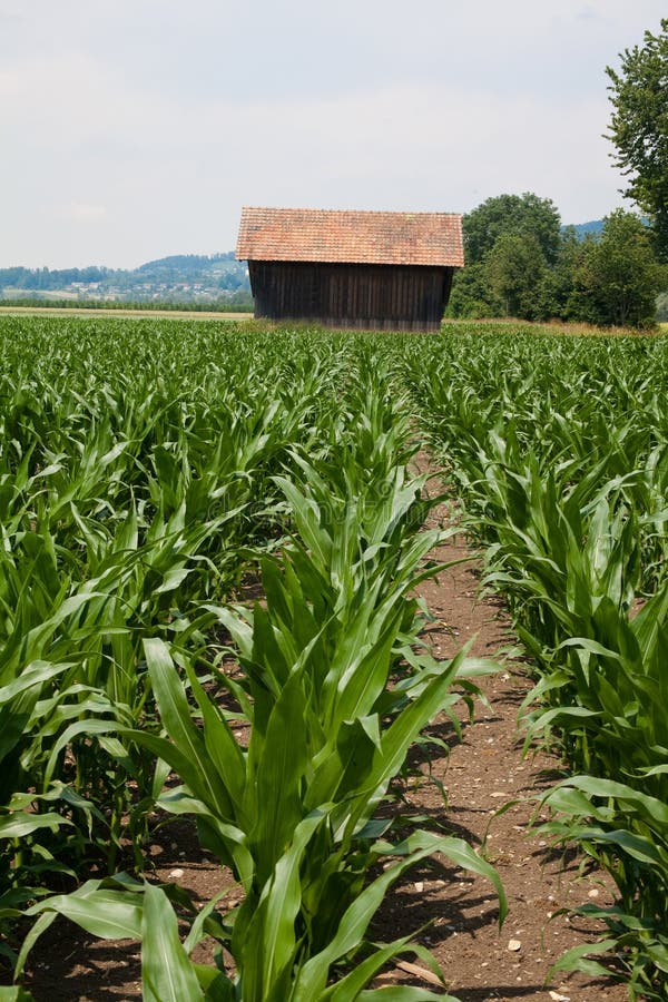 Young corn field and house stock image. Image of leaf - 15157229