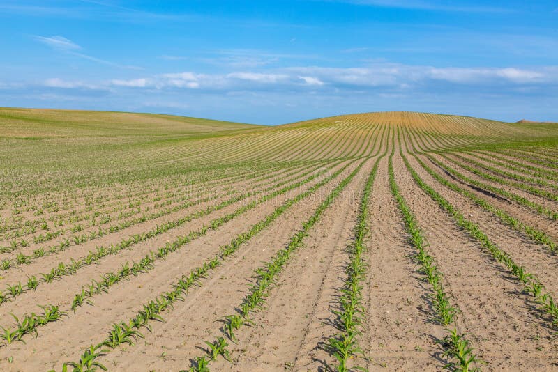 Young corn field stock image. Image of lawn, fields, countryside - 56831799