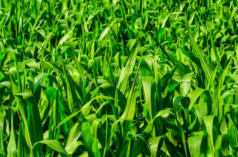 Young corn field stock image. Image of origination, emergence - 36742659