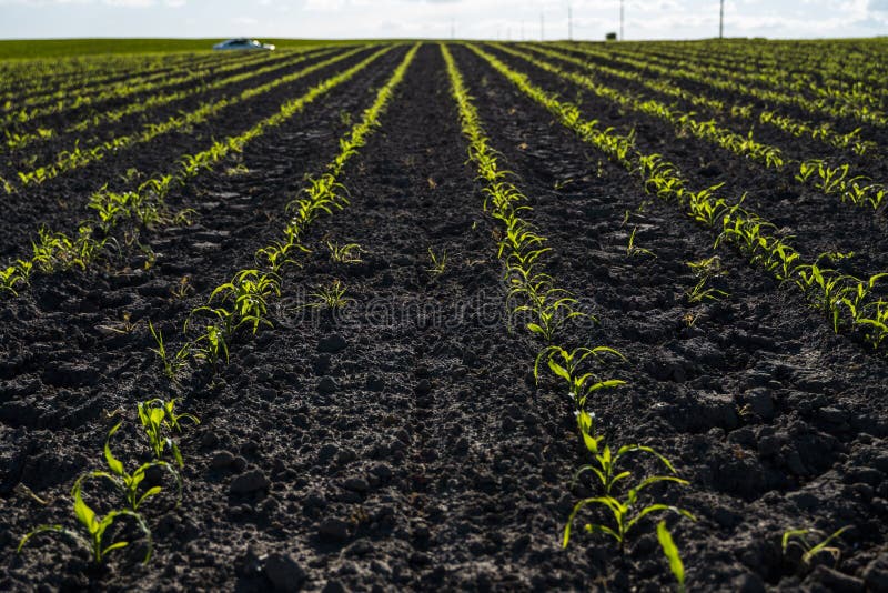 Young Corn Field on a Spring Evening. Agriculture Field. Stock Photo ...