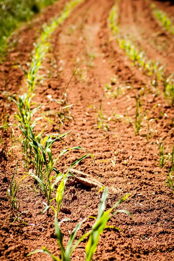 Young corn field stock image. Image of cultivated, beautiful - 31339473