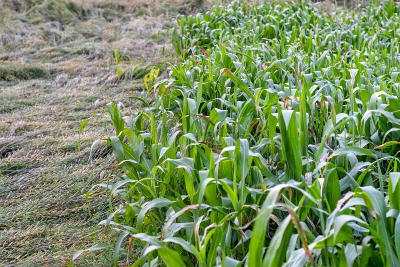 Young Corn Grass beside the Mustard Field Close Up Shot Stock Image ...
