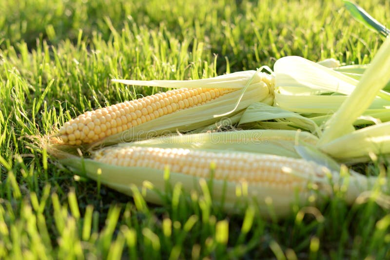 Young Corn on the Grass in the Sun Stock Photo - Image of flowers ...