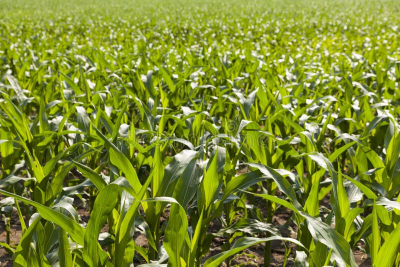 Young Corn Growing in Small Town America. Stock Image - Image of small ...