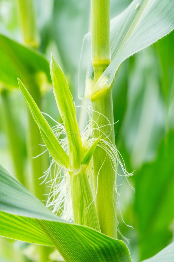 Young corn stock photo. Image of growing, young, maize - 125143800