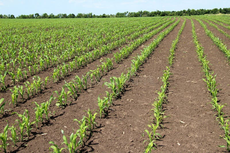 Young Corn Grows on the Farmer S Field Stock Image - Image of rows ...