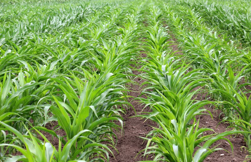 Young Corn Grows on the Farmer S Field Stock Image - Image of ...