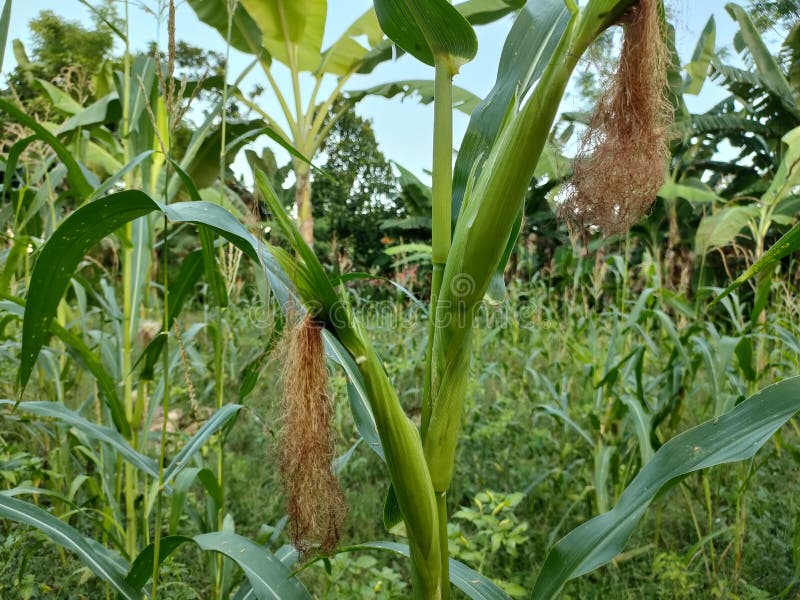 Young Corn Hanging on the Tree in the Field Stock Image - Image of ...