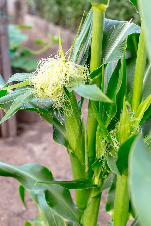 Young Corn in the Home Garden Stock Photo - Image of cereal, energy ...