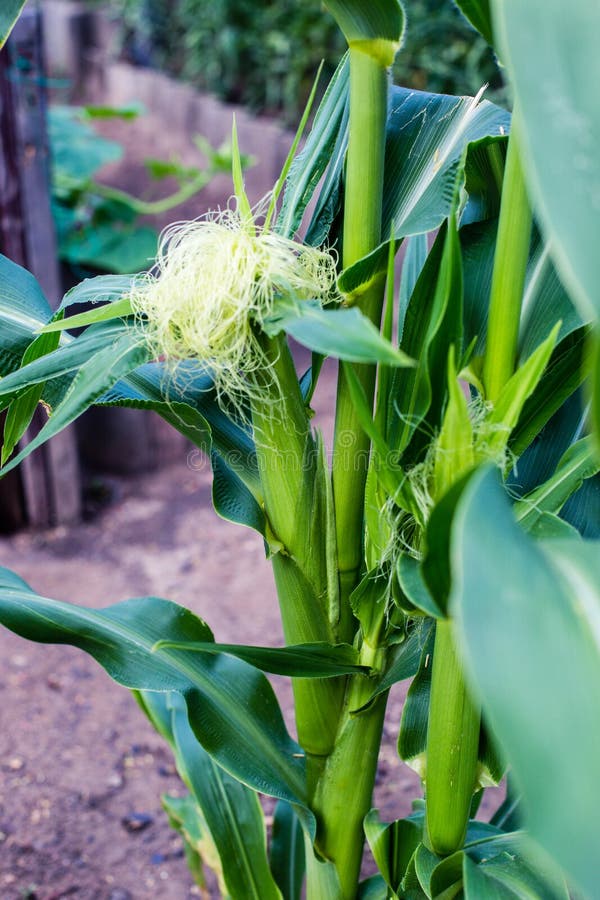 Young Corn in the Home Garden Stock Image - Image of field, harvest ...