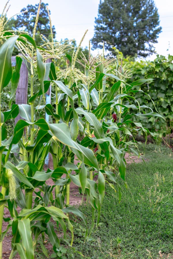 Young Corn in the Home Garden Stock Image - Image of grain, corn: 121443789