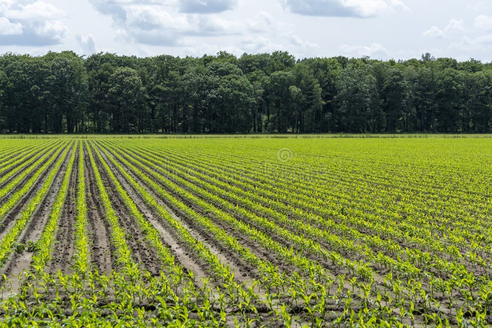 Young Corn Mais Plants Growing on Farming Fields Stock Image - Image of ...