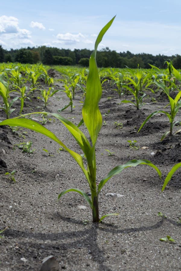 Young Corn Mais Plants Growing on Farming Fields Stock Image - Image of ...
