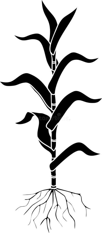 Young Corn Maize Plant with Leaves and Root System Stock Vector ...