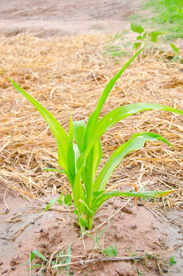 Young corn stock image. Image of lush, farm, field, leaf - 39649387