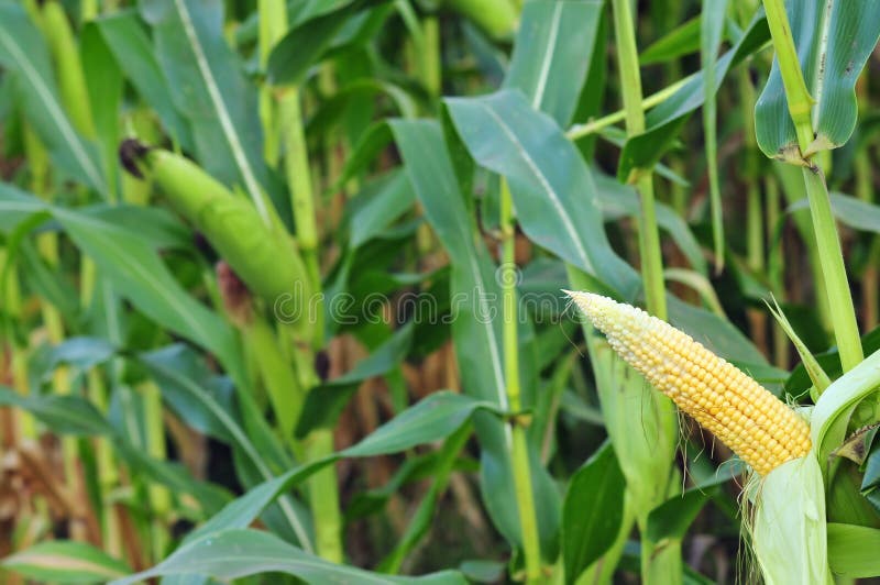 Young corn stock image. Image of flora, grow, grain, green - 57789951