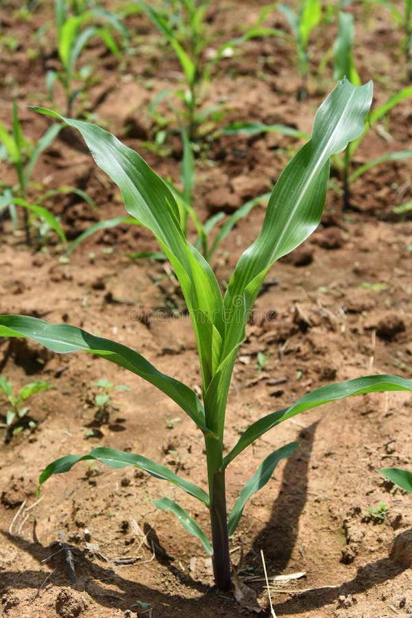 Young corn stock photo. Image of striga, farm, agriculture - 73631044
