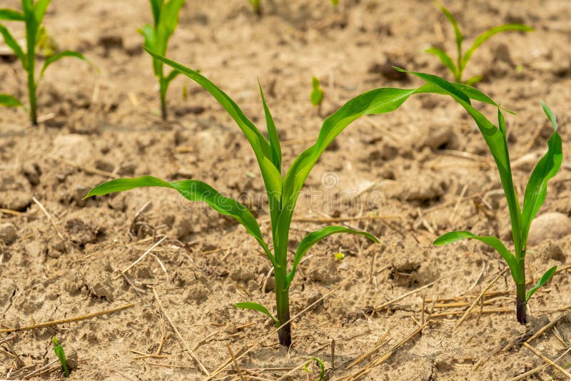 Young Corn Plant Growing in Farmland Stock Photo - Image of daylight ...