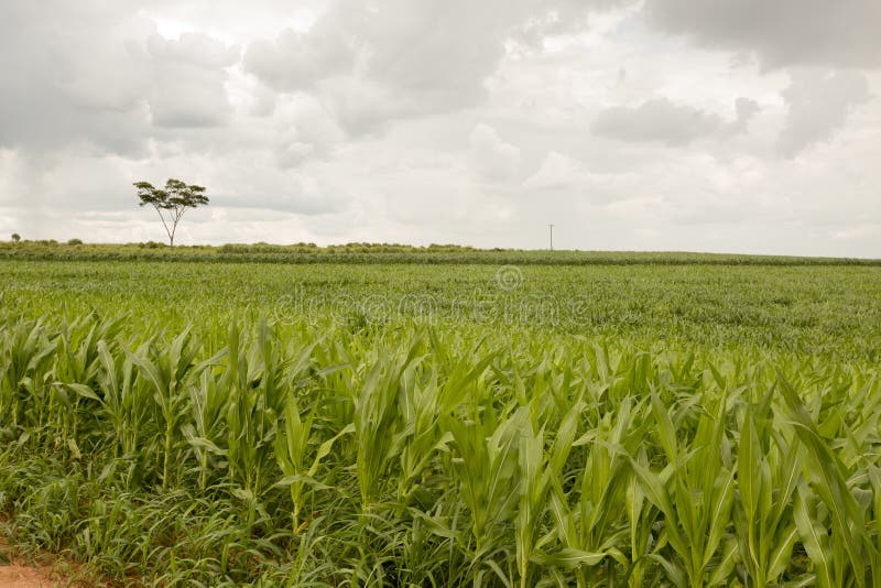 Young Corn Field with an Old Tree in the Middle. Brazil Stock Image ...