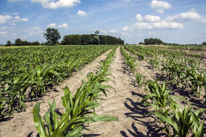 Young corn planted in rows stock image. Image of young - 138672491