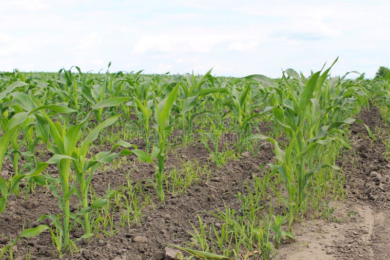 Young corn plants on field stock photo. Image of arable - 72936390