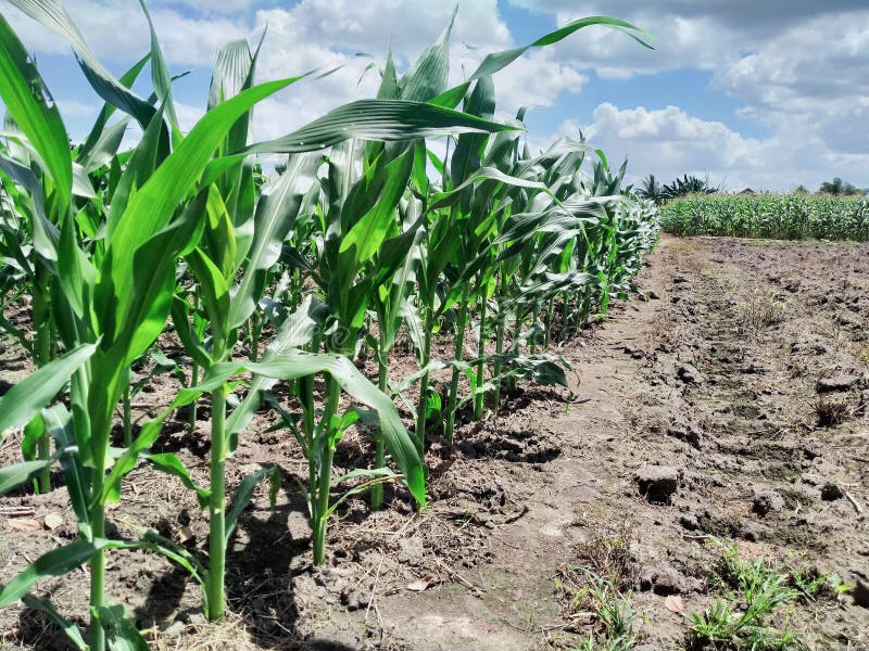 Young corn plants stock photo. Image of jungle, food - 329309226