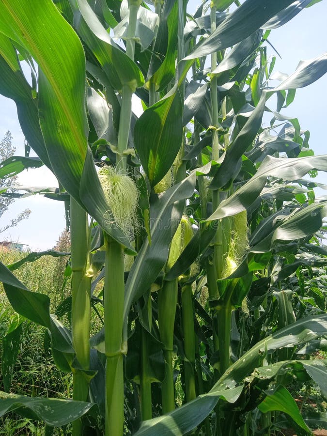 Young corn plants stock photo. Image of young, plants - 339113156