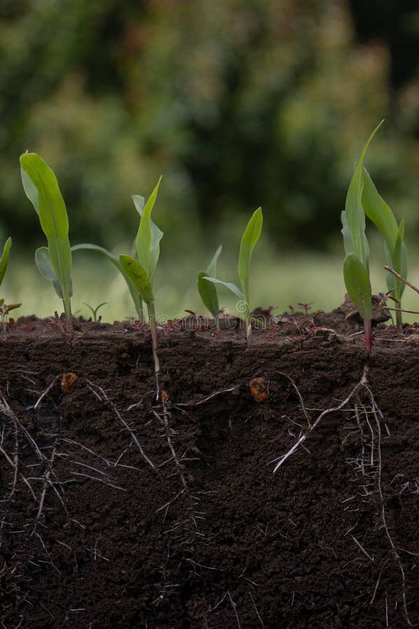 Young Corn Plants with Roots Stock Photo - Image of gardening, natural ...