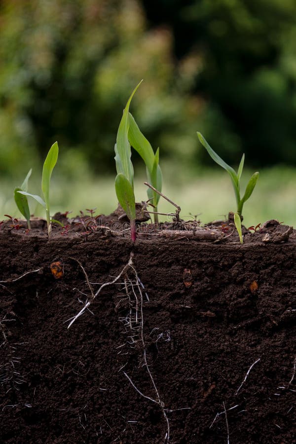Young Corn Plants with Roots Stock Photo - Image of beautiful, vitality ...